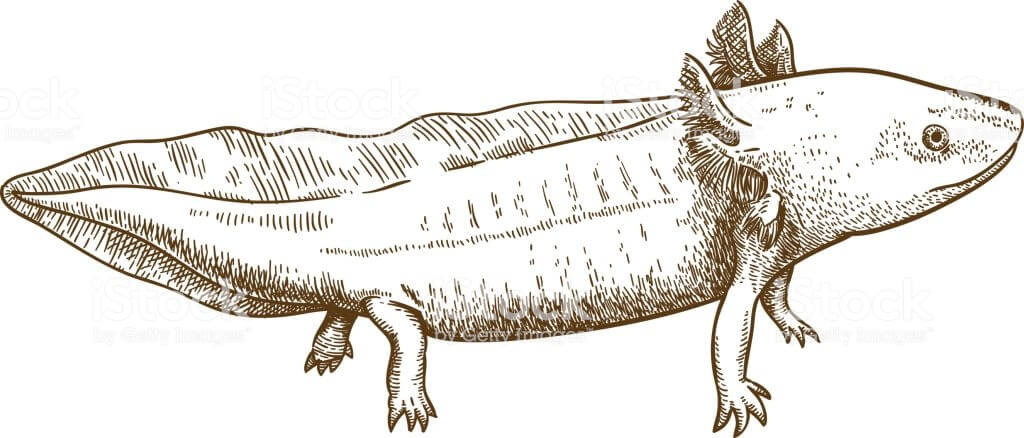 Dibujos de Ajolotes | Los Mejores que puedas encontrar hechos a lápiz